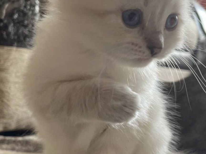 Кошка британка
