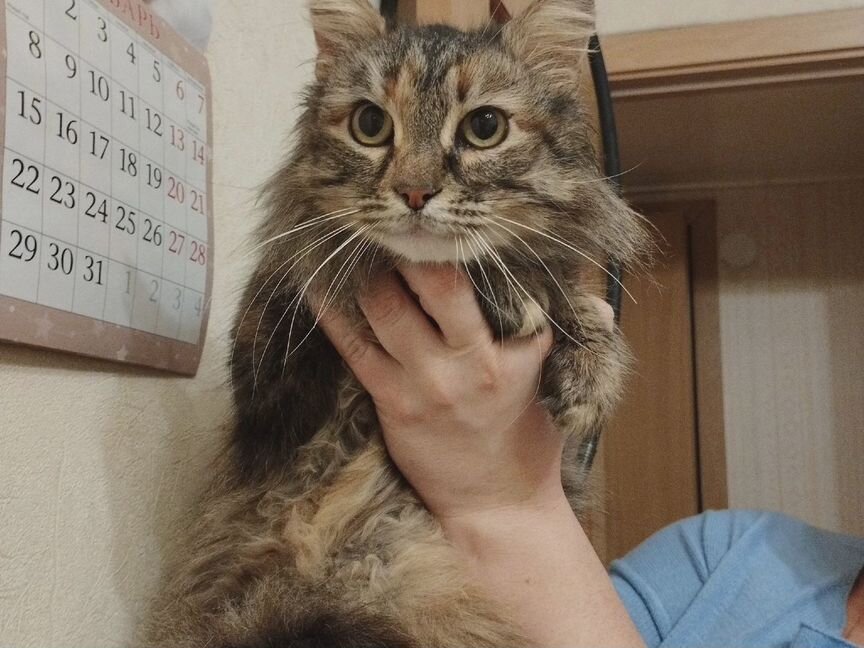 Кошечка ищет помощь и дом