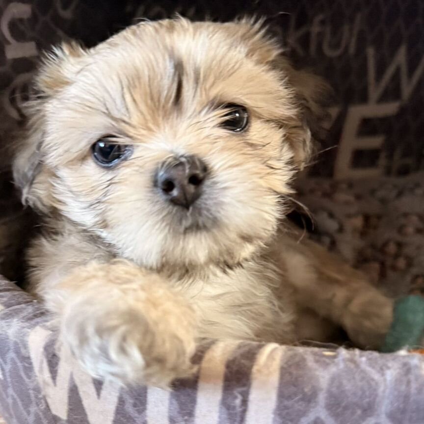 Ши-тцу, щенок