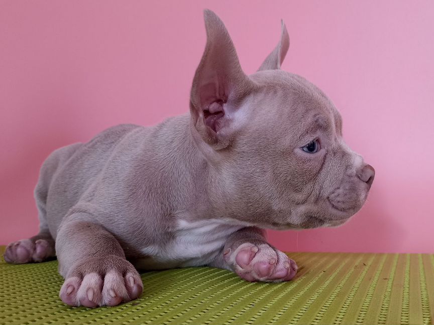 Американский булли, мини покет