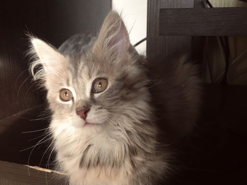 Метис мейн-кун