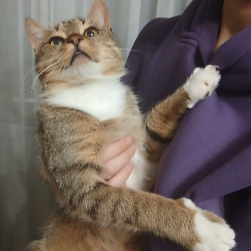 Взрослый кот в добрые руки