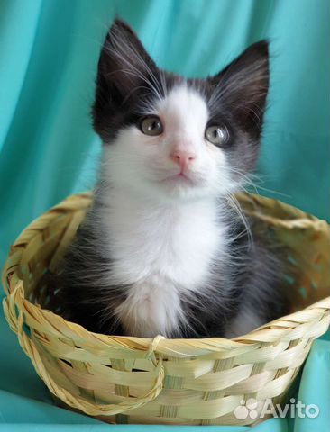Котенок из пожара