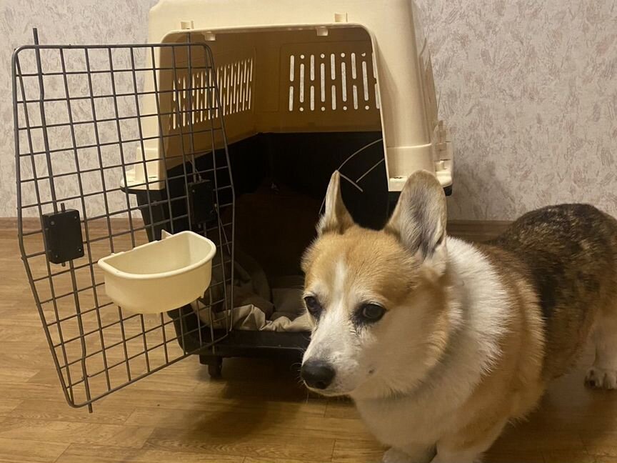 Аренда большой собачей переноски