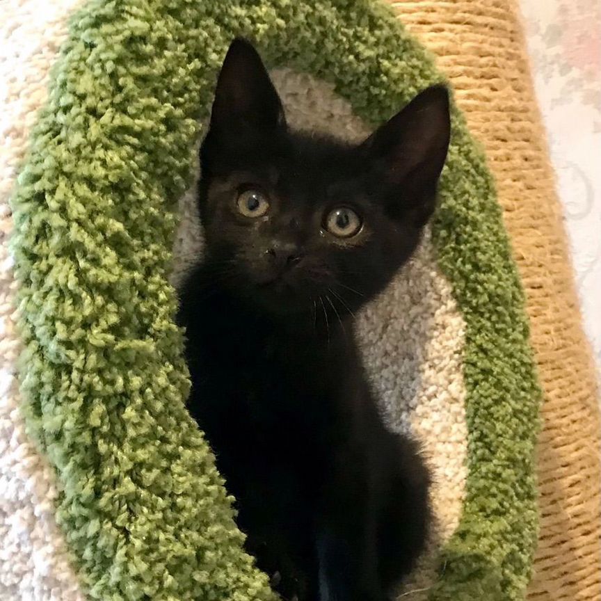 Котенок