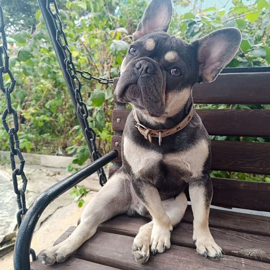 Французский бульдог, вязка