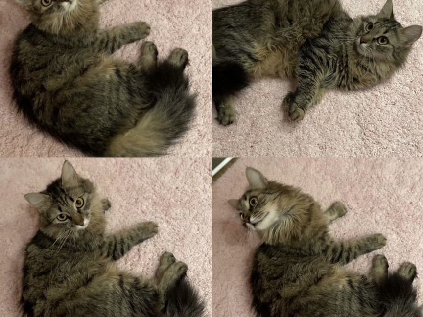Котенок с тяжелой судьбой ищет дом