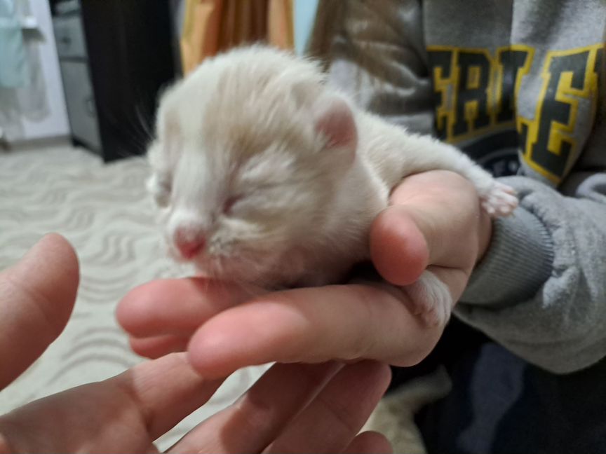 Кошка