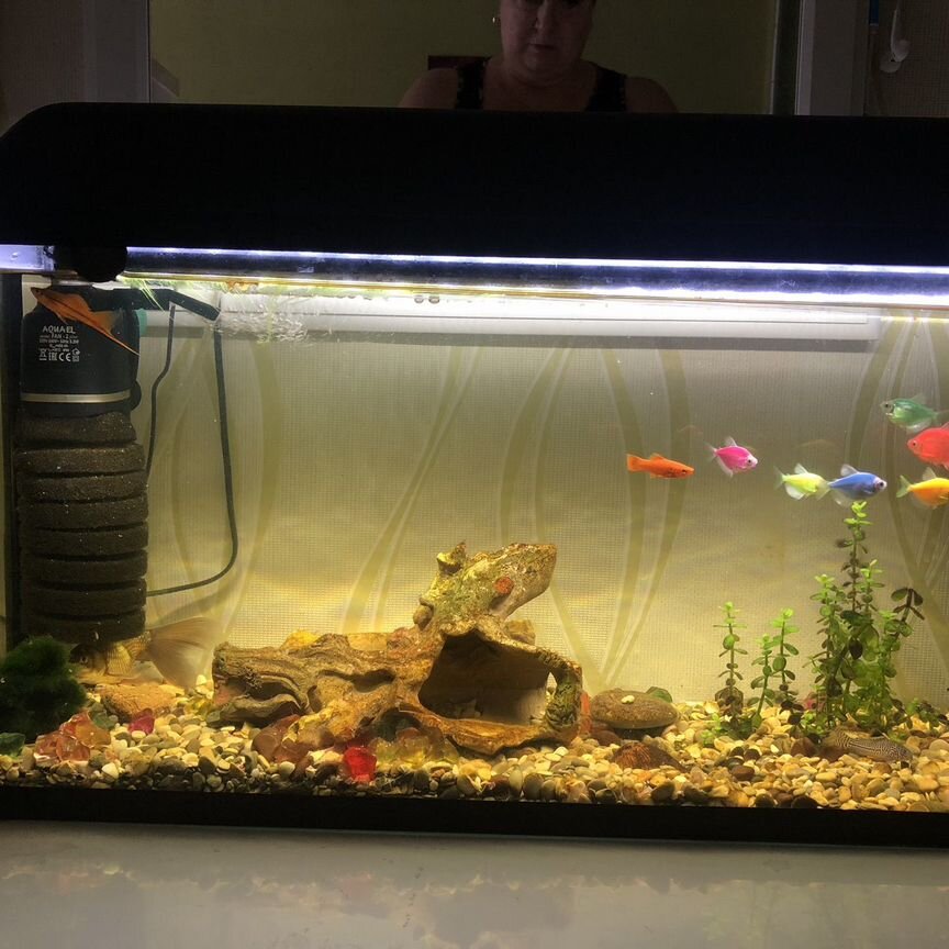 Аквариум с рыбками