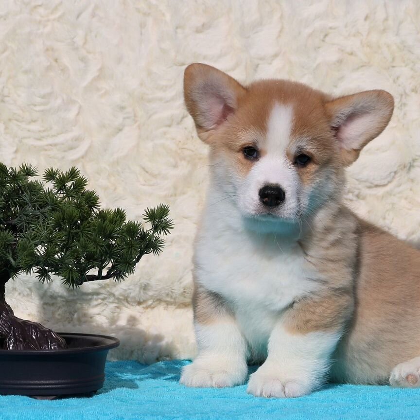 Щенки вельш корги от Чемпионов