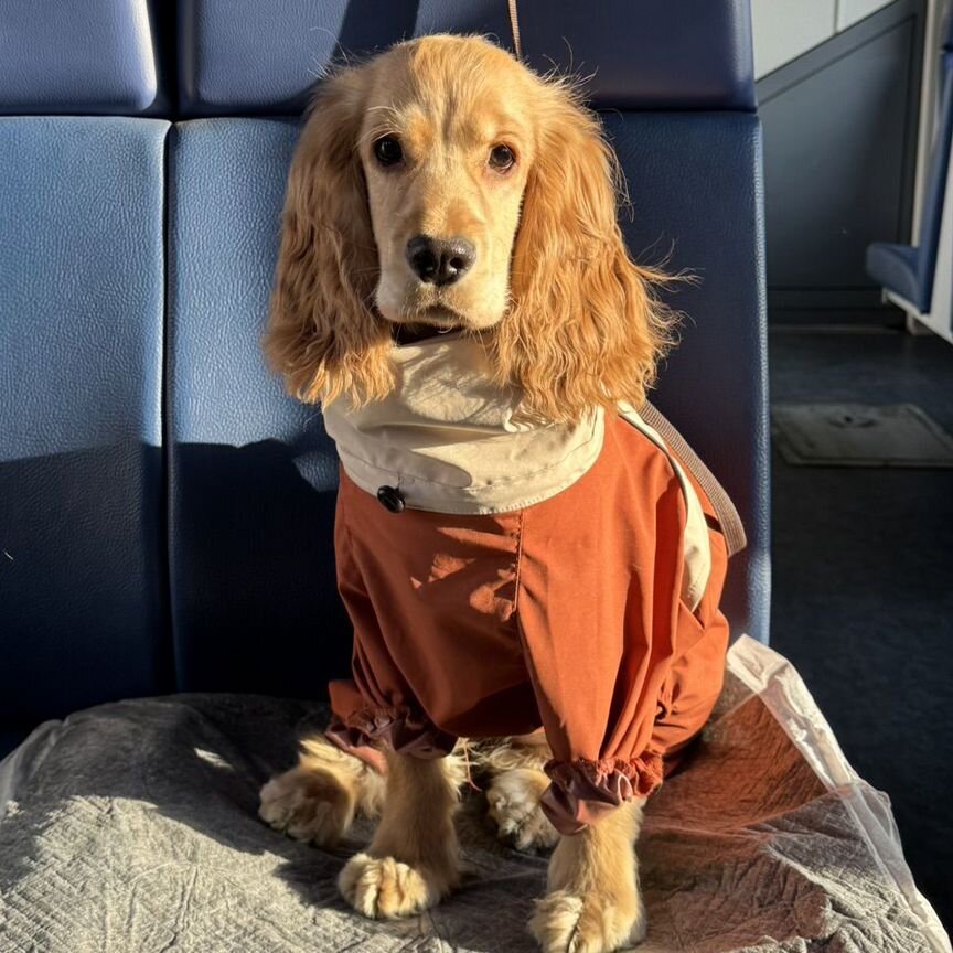 Английский кокер-спаниель, щенок