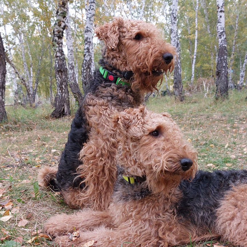 Фотографии. видео. с эрдельтерьерами