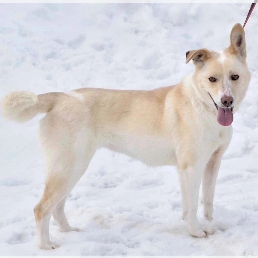 Взрослая собака в добрые руки