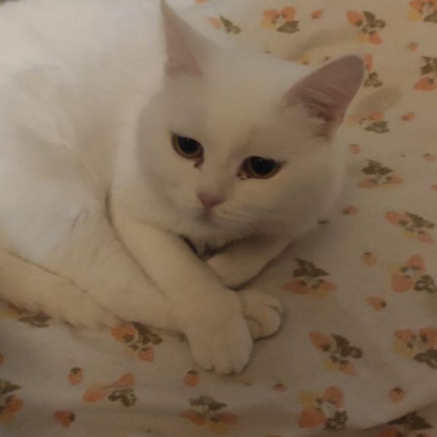 Котик в беде, может оказаться на улице