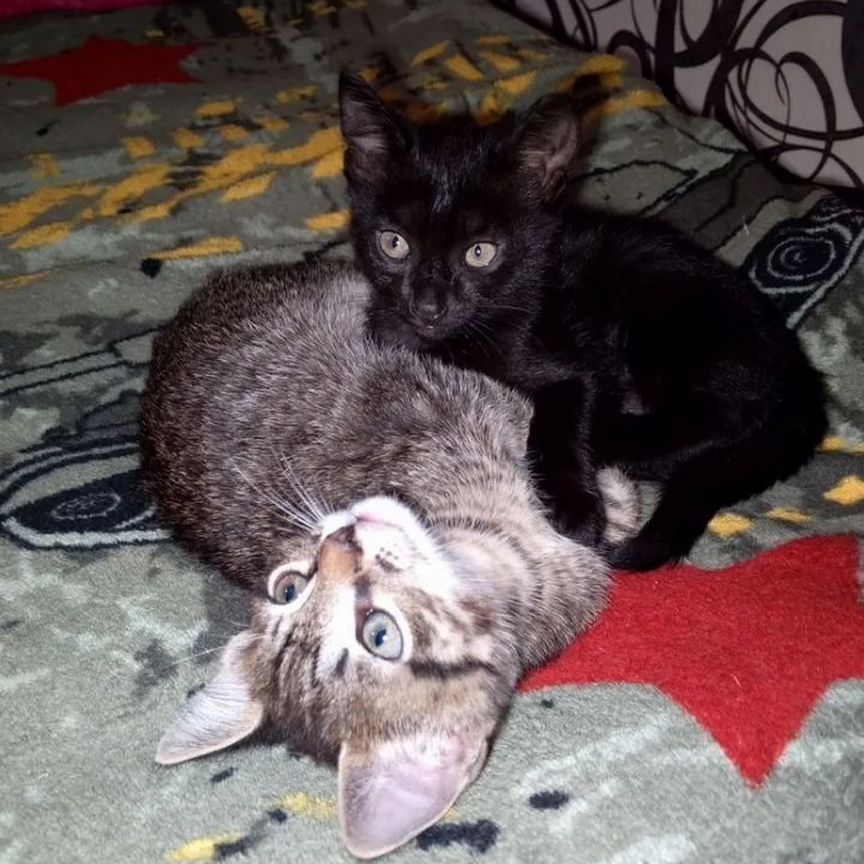 Котята в добрые руки мальчики