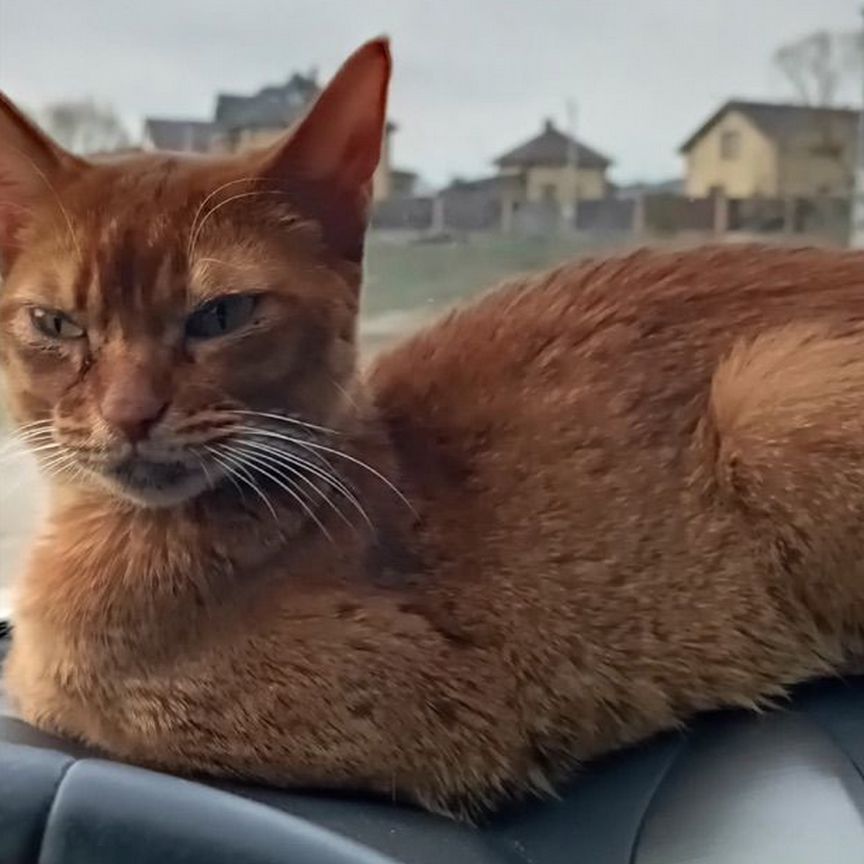 Абиссинская, взрослая кошка