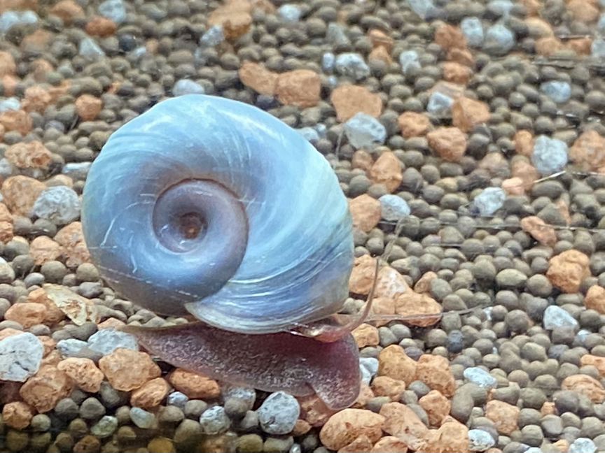 Улитки голубые катушки