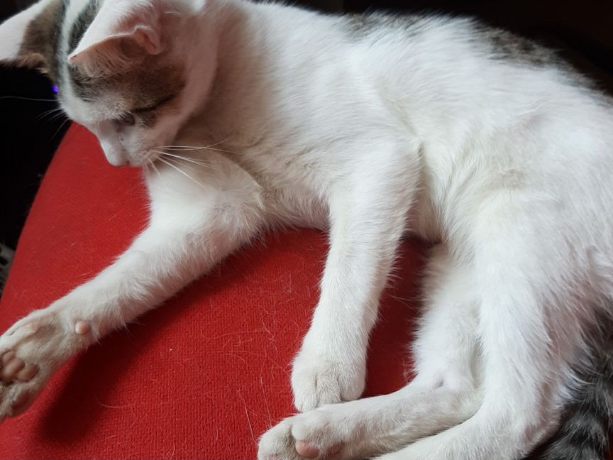 Котенок