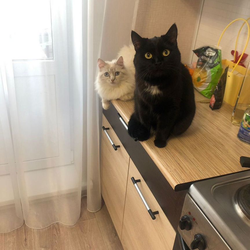 Котики бесплатно в добрые руки