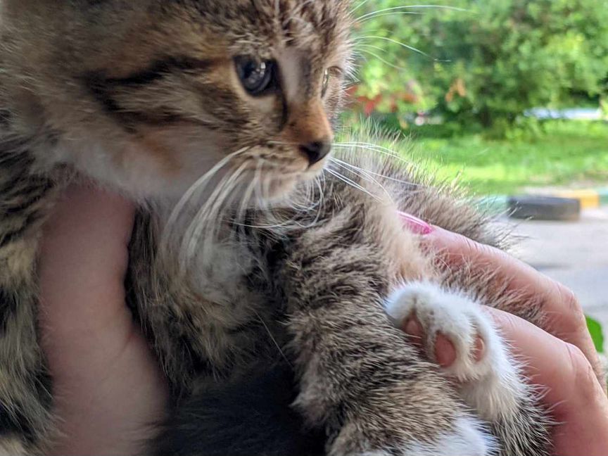 Котята в добрые руки