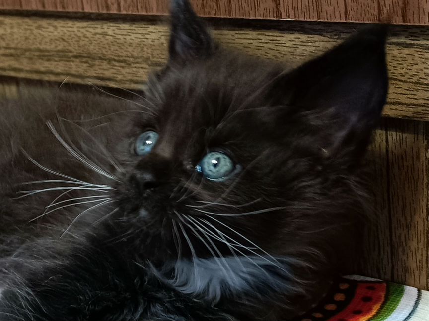 Продаю котят мейн-кун