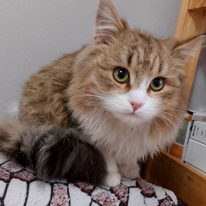 Котята от шотландской кошки