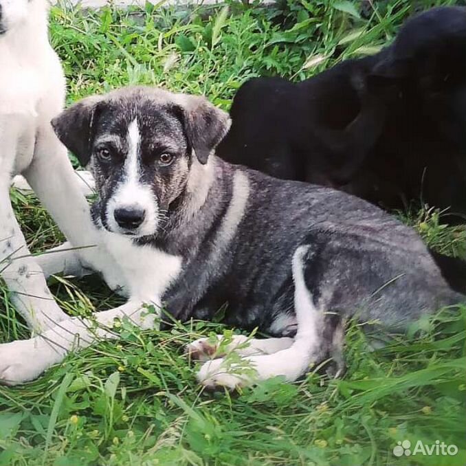 Щенок 3.5 мес в добрые руки