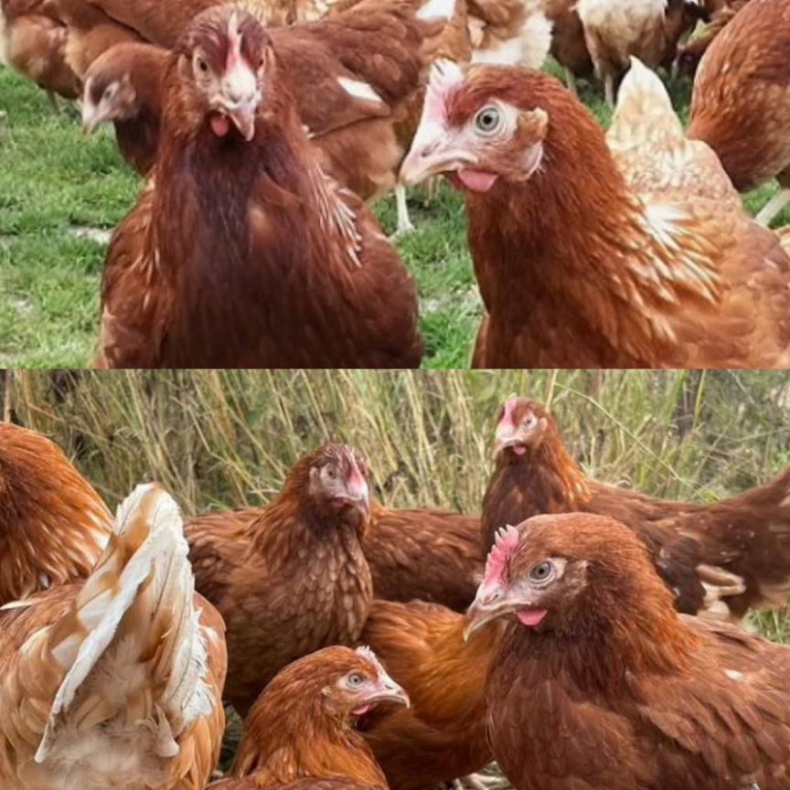 Куры молодки несушки