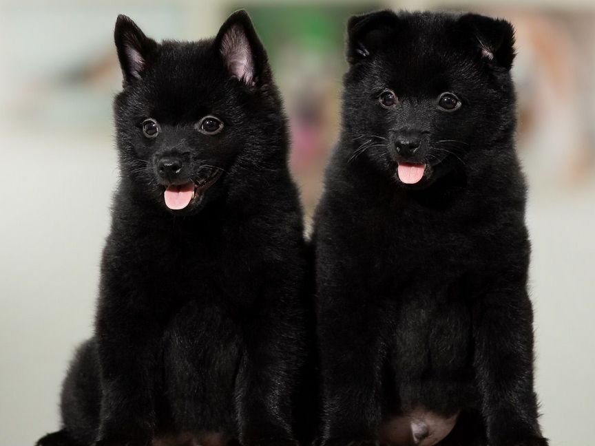 Щенки схипперке