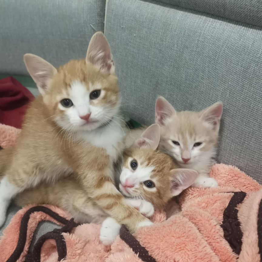 Котята в добрые руки бесплатно
