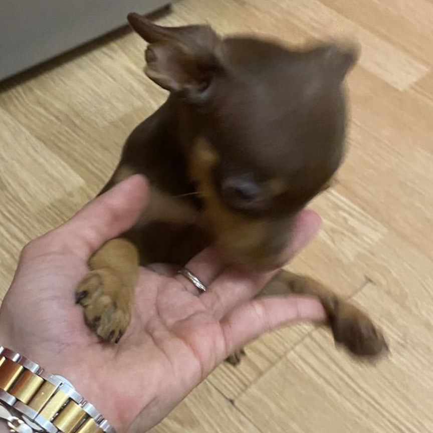 Русский той-терьер, щенок