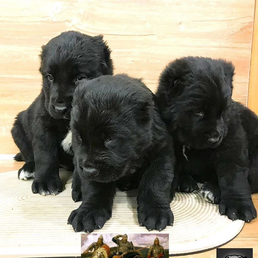 Среднеазиатская овчарка алабай щенки