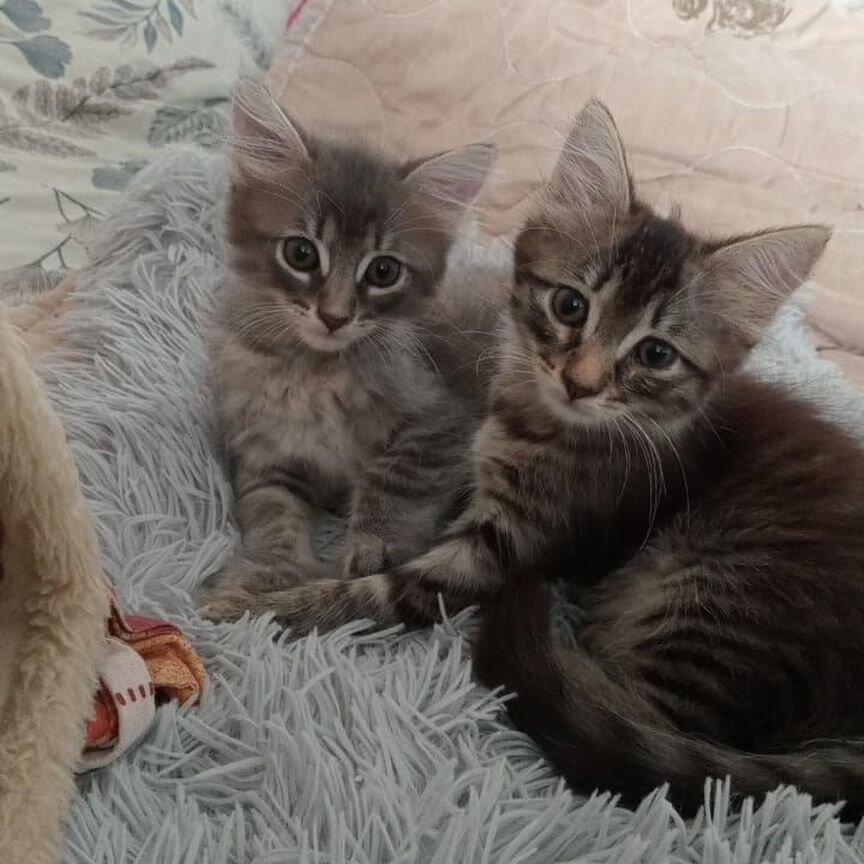 Котята в добрые руки приучены к лотку