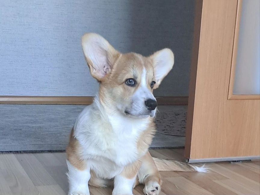 Щенки вельштерьера