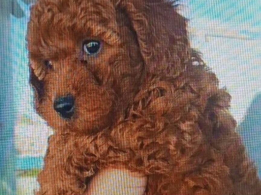 Щенки той пуделя