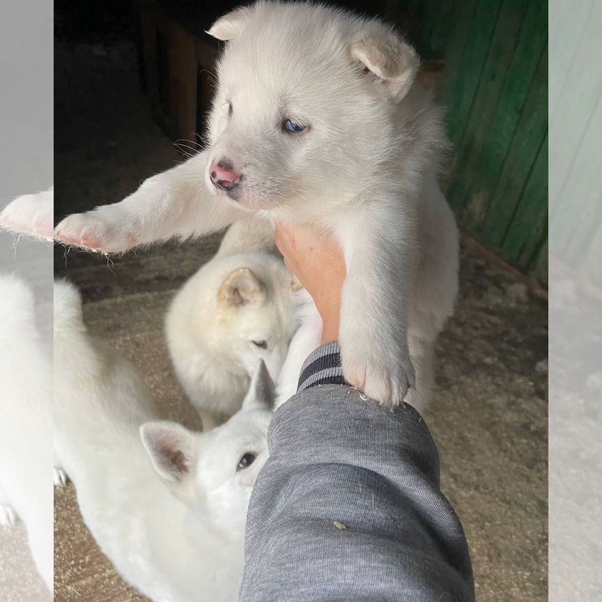 Западносибирская лайка, щенок