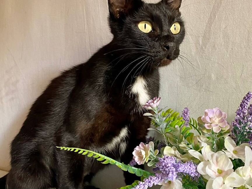 Кошечка пантера