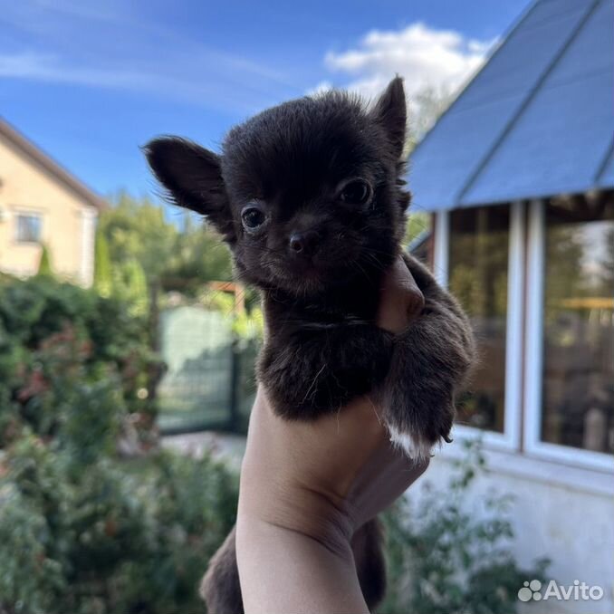 Чихуахуа mini мальчик