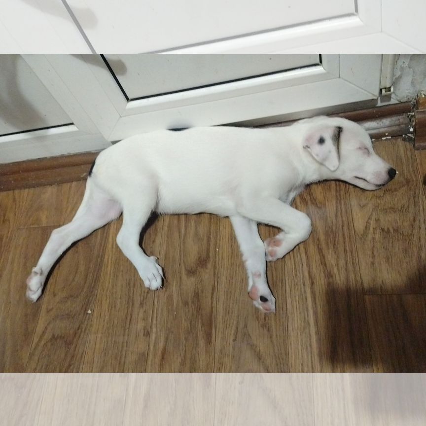 Русский той-терьер, щенок