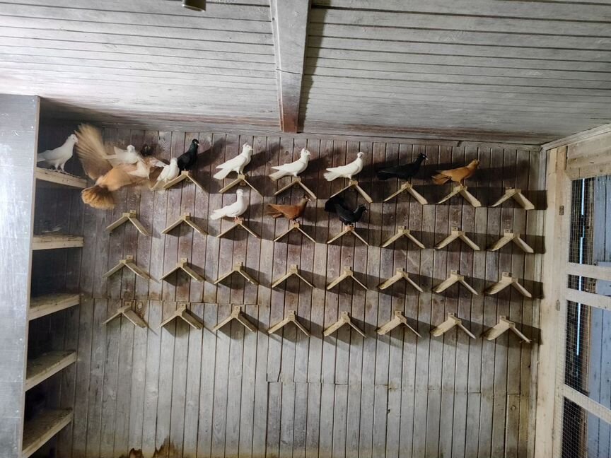 Гданьский голубь