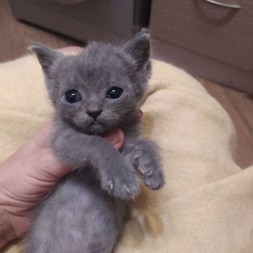 Кошечка 2 месяца