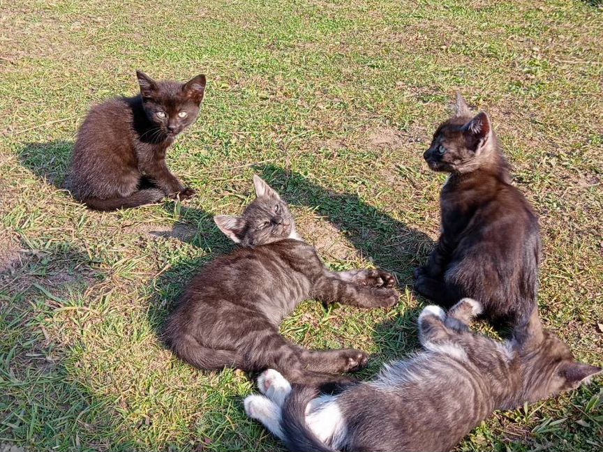 Котятки в добрые руки