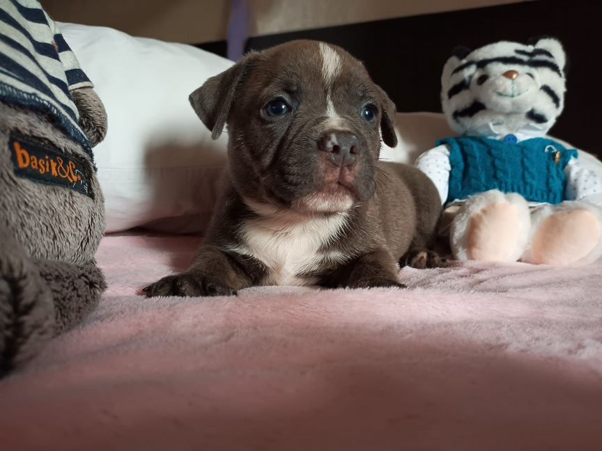 Американский булли микро