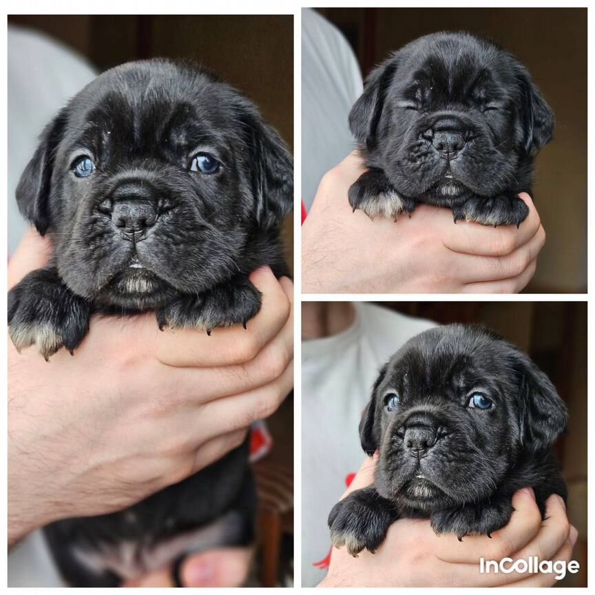 Щенки Кане Корсо