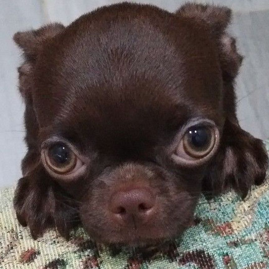 Чихуахуа, щенок