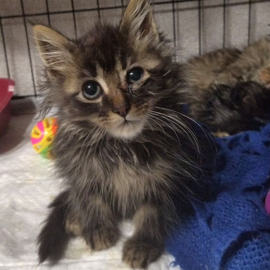 Котёнок в добрые руки