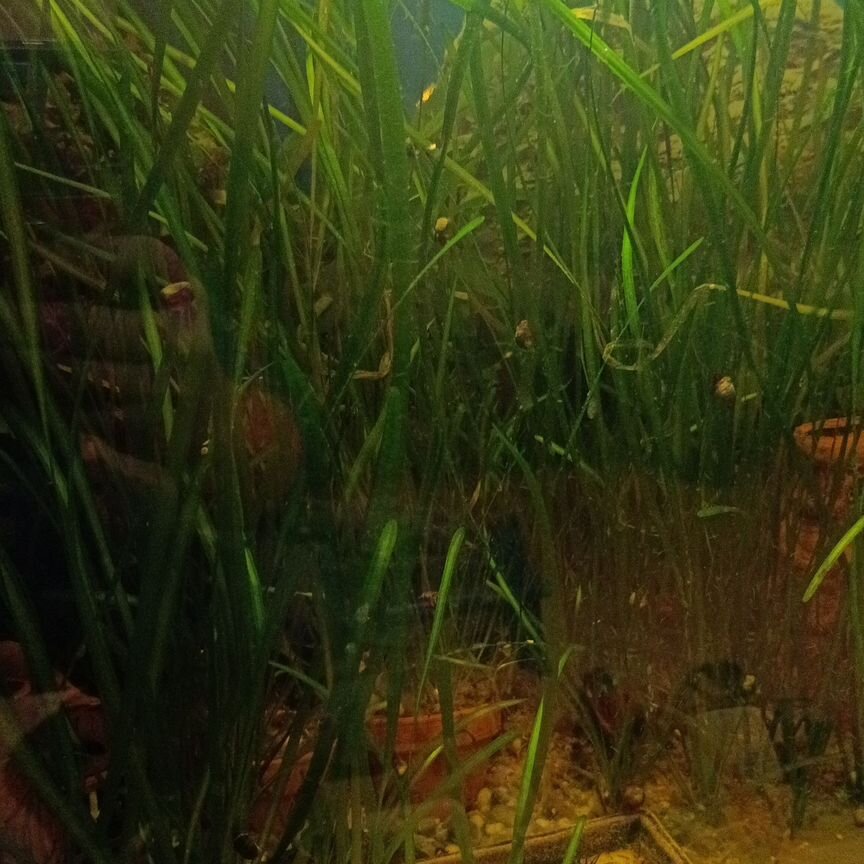 Аквариумное растение