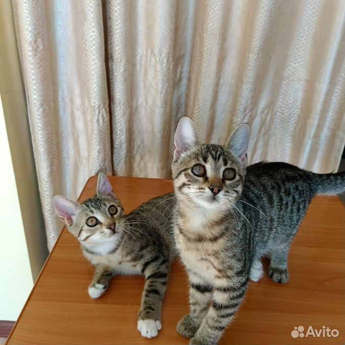 Котодети в ответственные и добрые руки