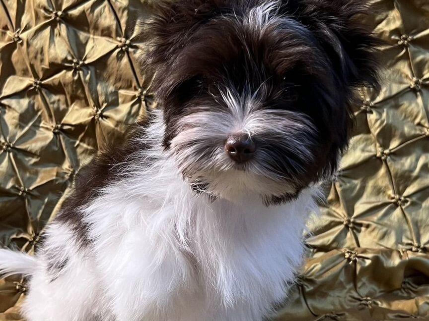 Биро мимишечка