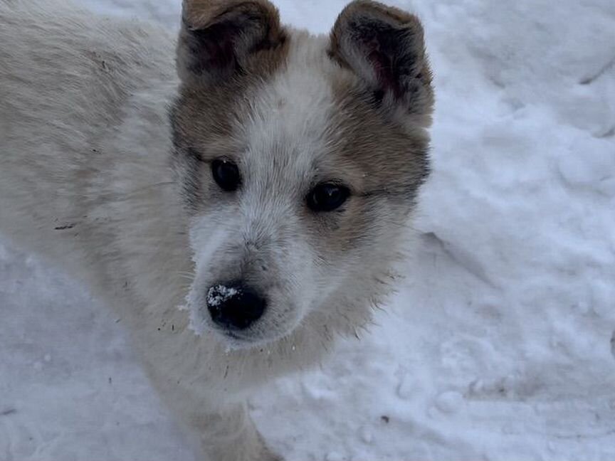 Западно сибирская лайка